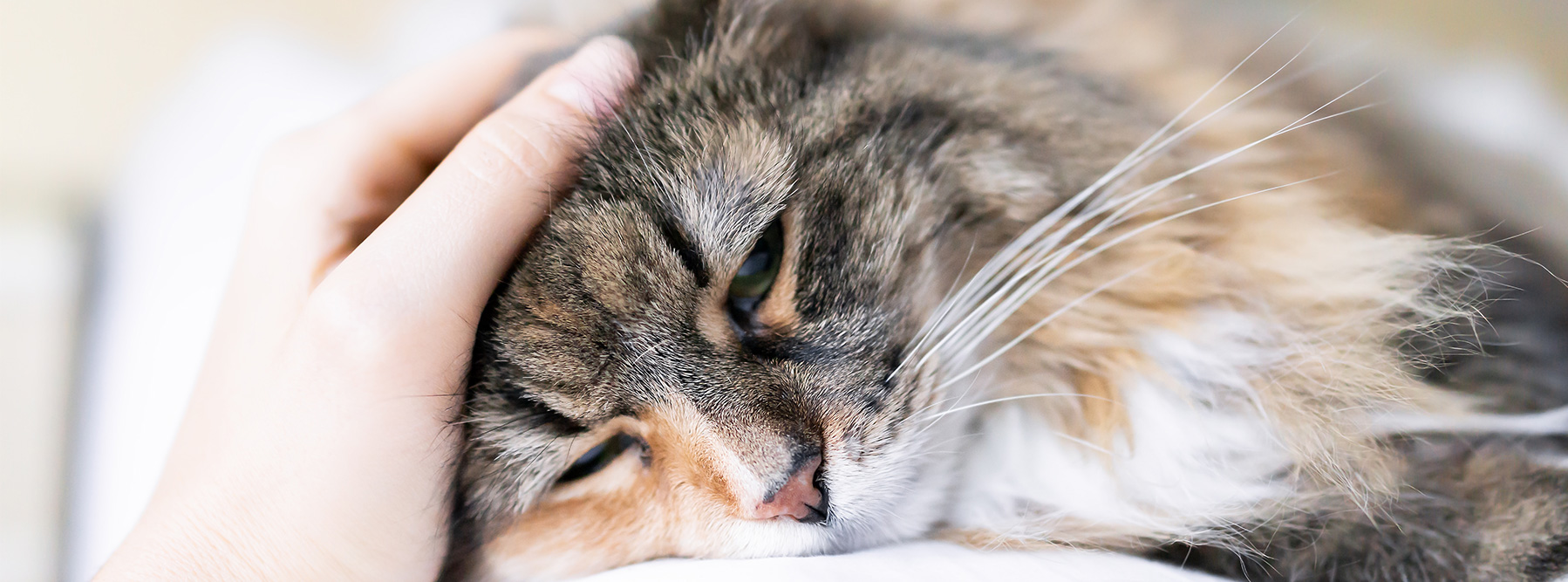 2019_JUNIO_mascotas_THUMBNAIL - EXPERTAS DIA