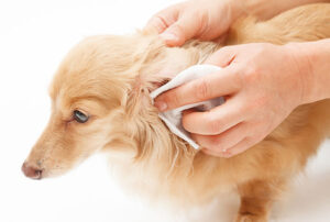 Otitis en perros síntomas y cómo tratarla - EXPERTAS DIA